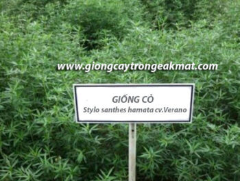 Hạt giống cỏ Stylo - Viện Eakmat