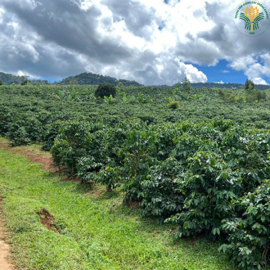 Giống cà phê chè THA1 - Viện Eakmat